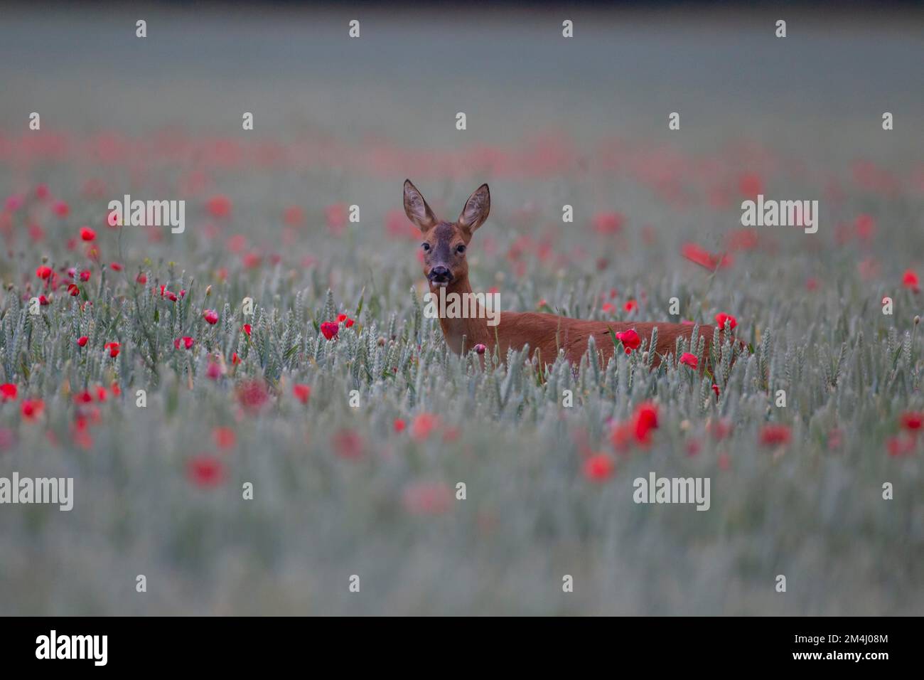 Roe deer (Capreolus capreolus) adult female doe in a wheat field with ...