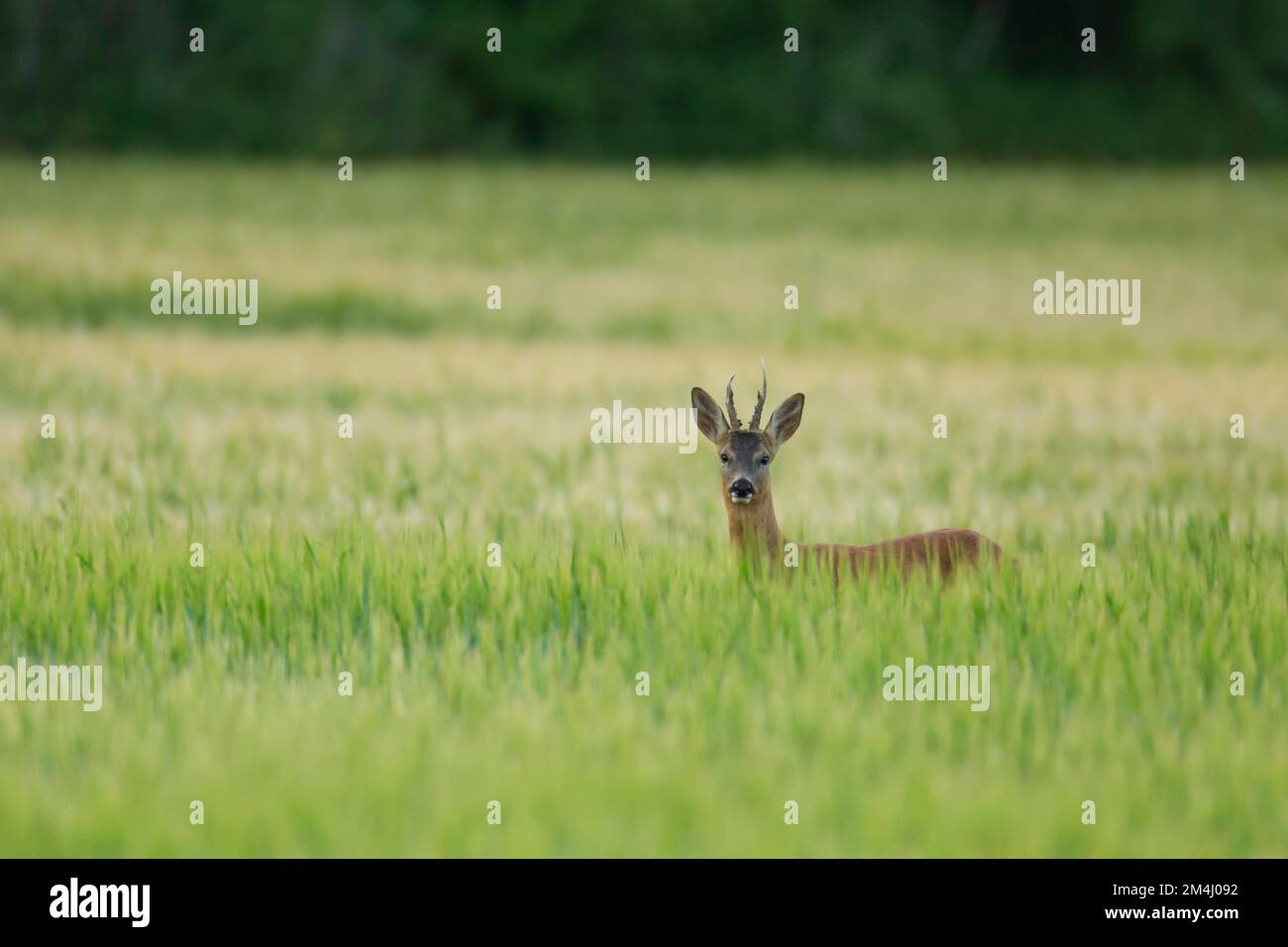 Roe deer (Capreolus capreolus) adult male buck in a summer barley field ...