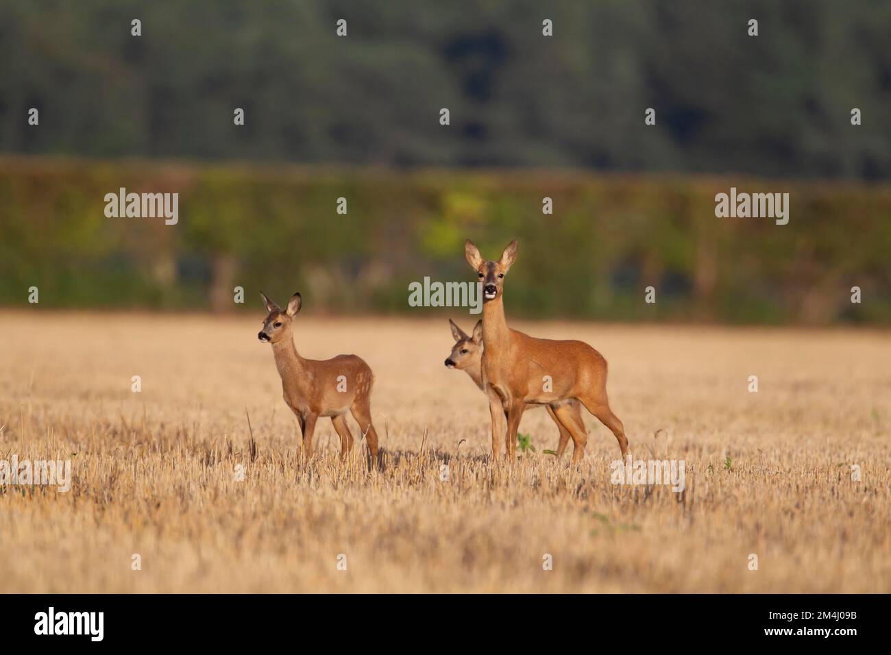 Roe deer (Capreolus capreolus) adult female with two juvenile fawns in ...