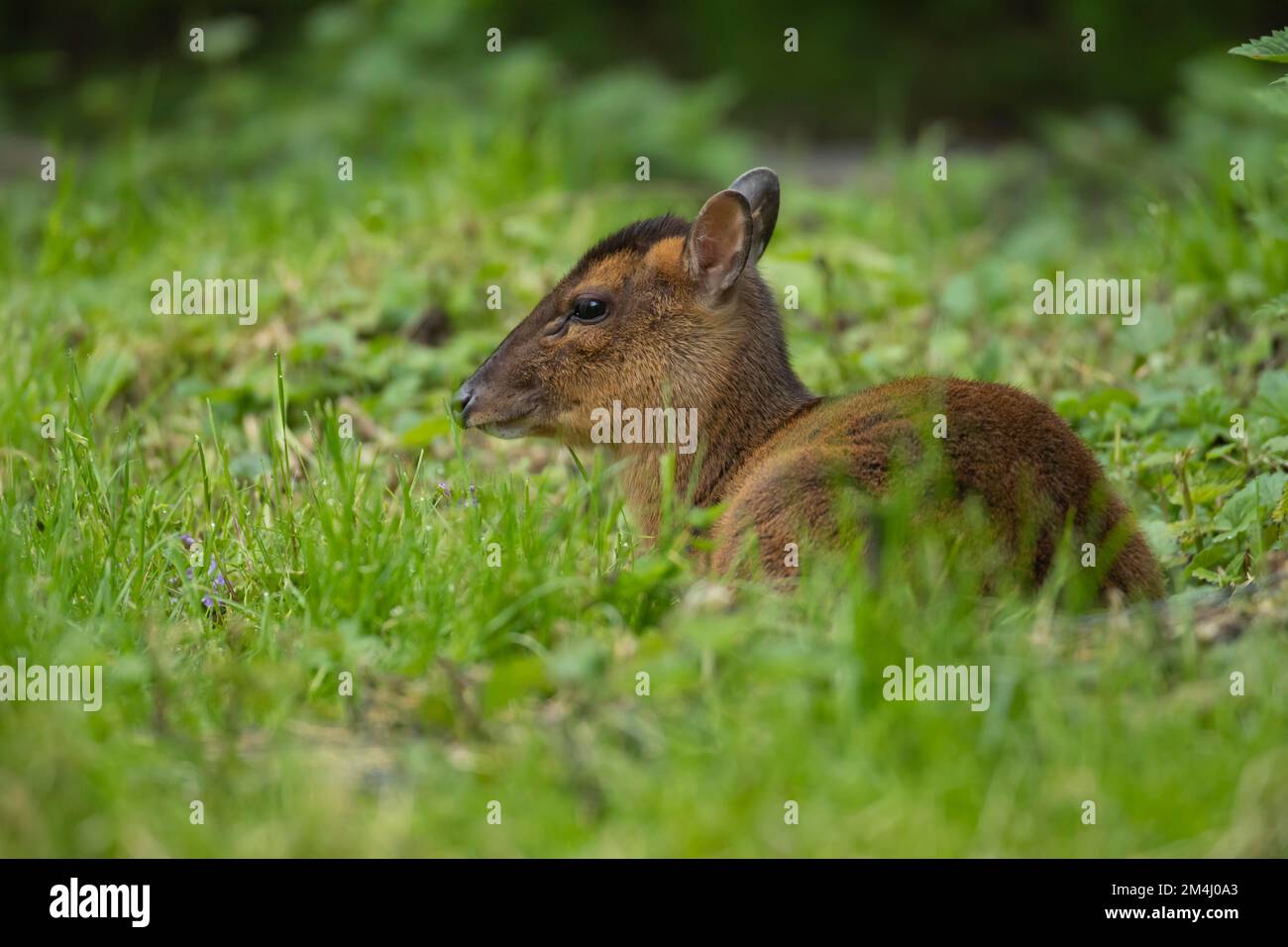 Muntjac (Muntiacus reevesi) deer adult sitting in grassland, Norfolk ...