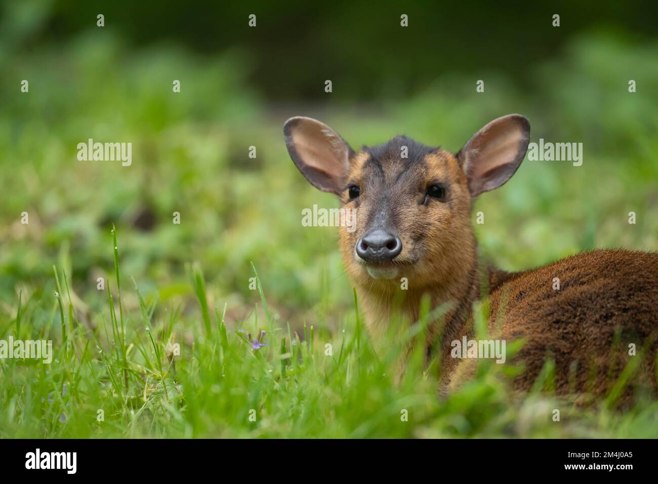 Muntjac (Muntiacus reevesi) deer adult sitting in grassland, Norfolk ...