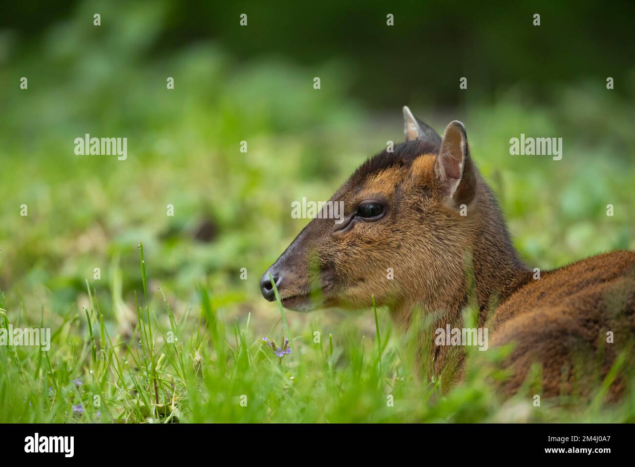 Muntjac (Muntiacus reevesi) deer adult sitting in grassland, Norfolk ...