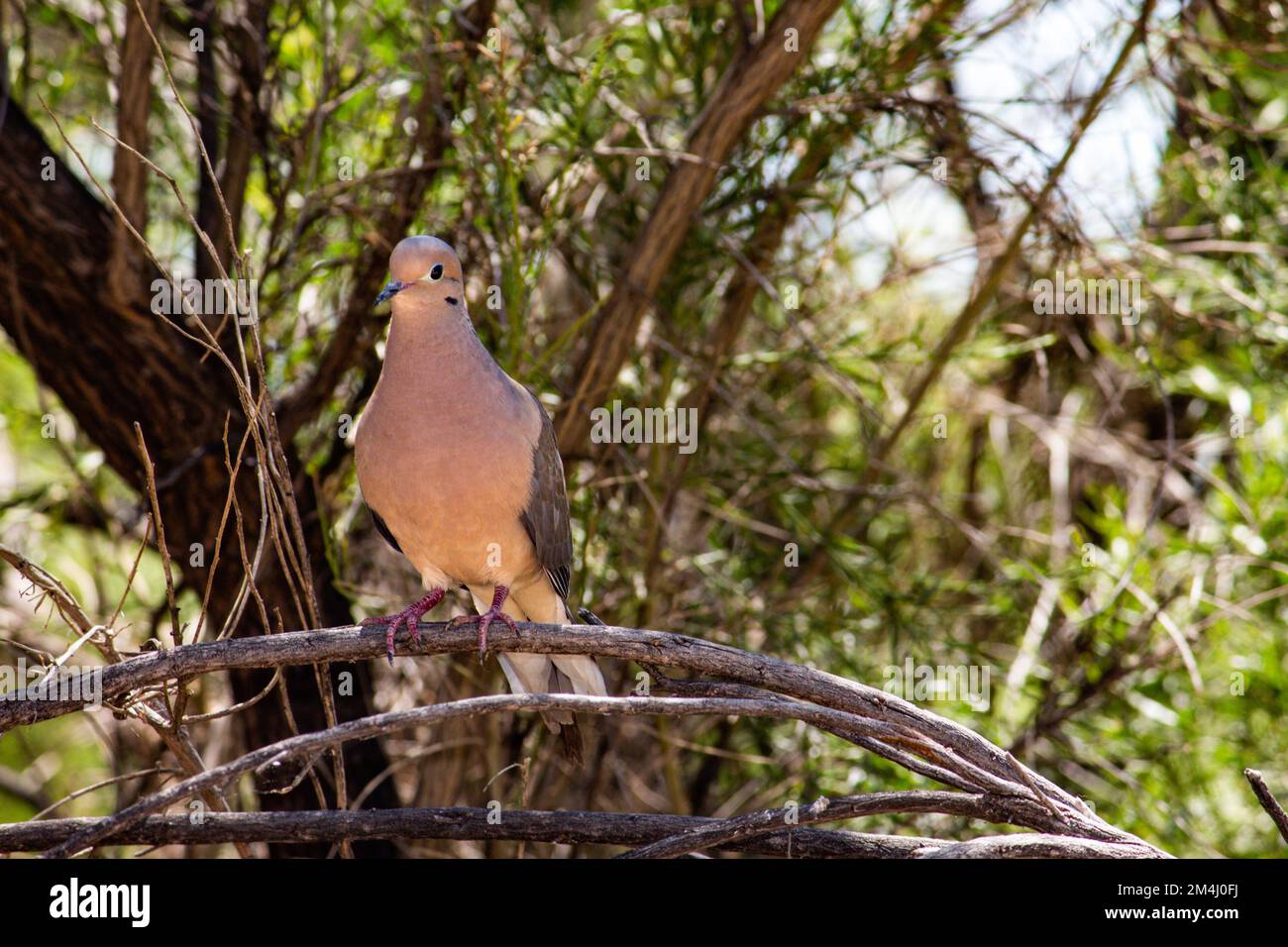 A dove perching on tree branch Stock Photo - Alamy