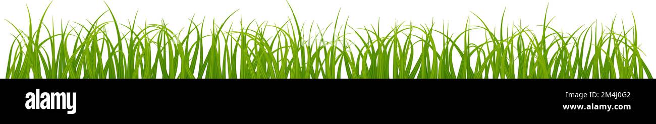 Spring grass border. Natural green growing plants Stock Vector Image ...