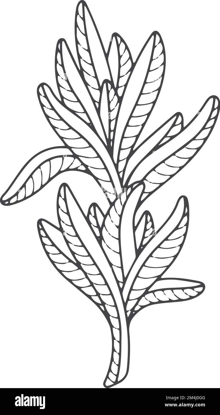 Elegant botanical art. Asian floral line drawing Stock Vector Image ...