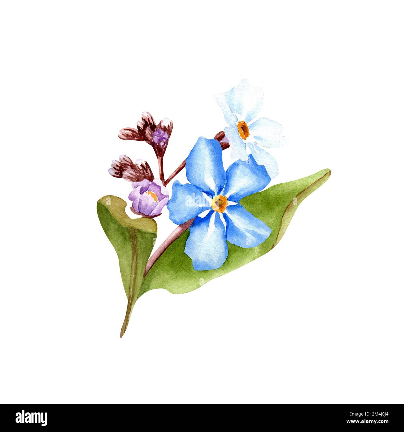 Forget me not flower branch watercolor illustration. Isolated on white ...