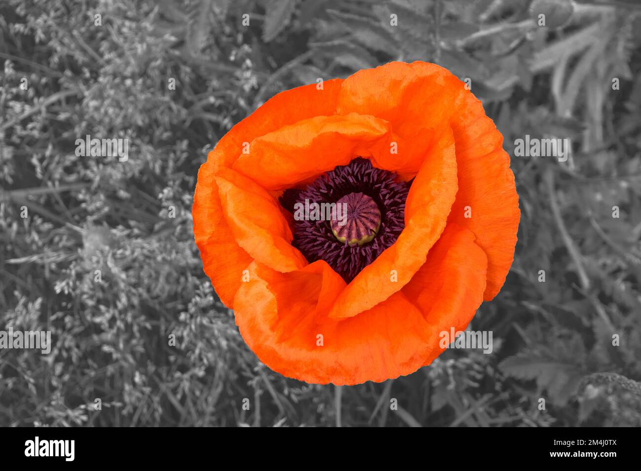 Selective colour selective color hi-res stock photography and images ...