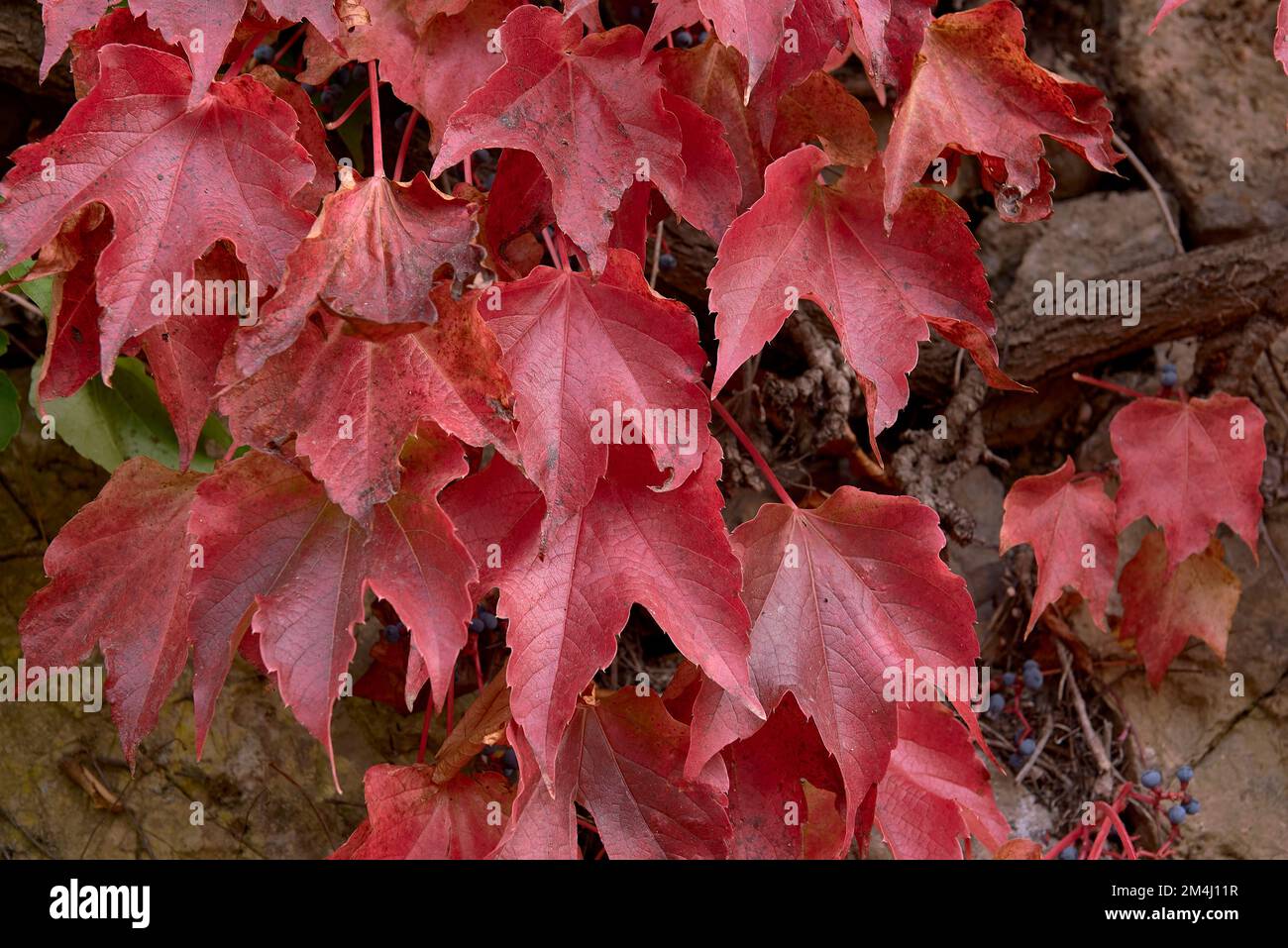 Detail of green and red ivy leaves.Detail, variety, texture, out-of ...