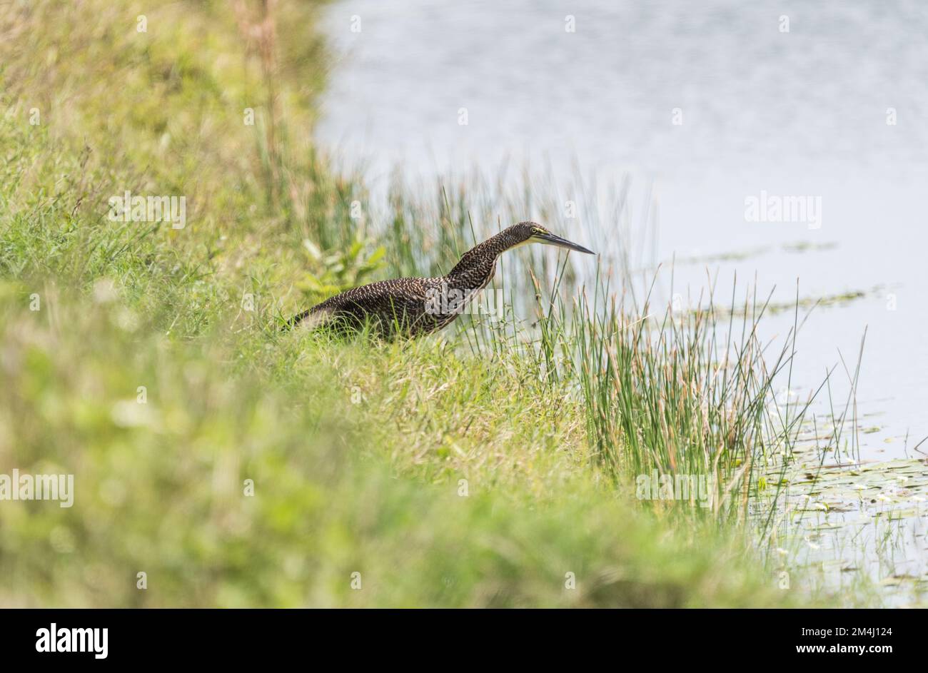 Hunting Pinnated Bittern (Botaurus pinnatus) near Vera Cruz in Mexico ...