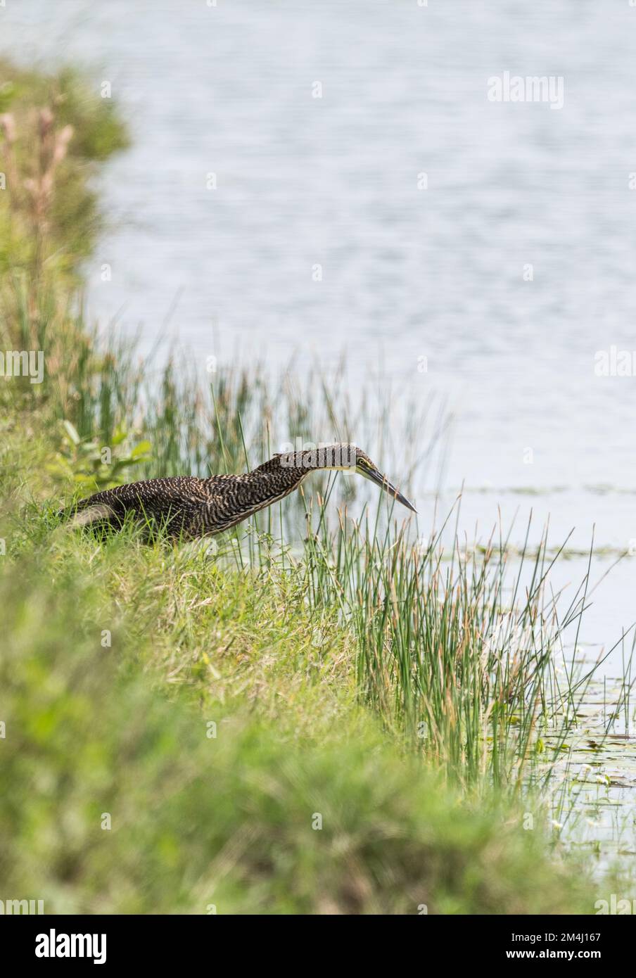 Hunting Pinnated Bittern (Botaurus pinnatus) near Vera Cruz in Mexico ...