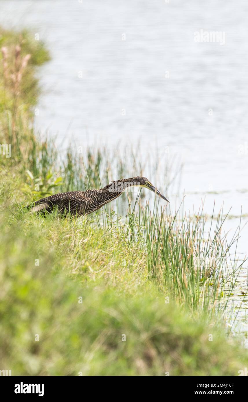 Hunting Pinnated Bittern (Botaurus pinnatus) near Vera Cruz in Mexico ...