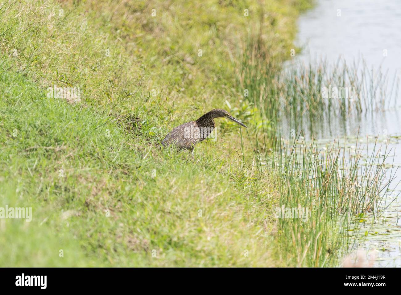 Hunting Pinnated Bittern (Botaurus pinnatus) near Vera Cruz in Mexico ...