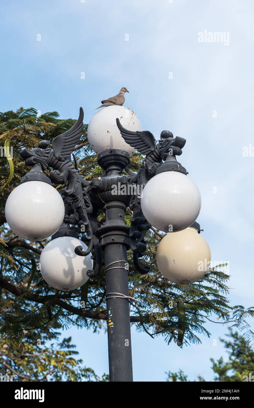Lamp post with perched Collared Dove in the Mexican city of Tehuacán ...