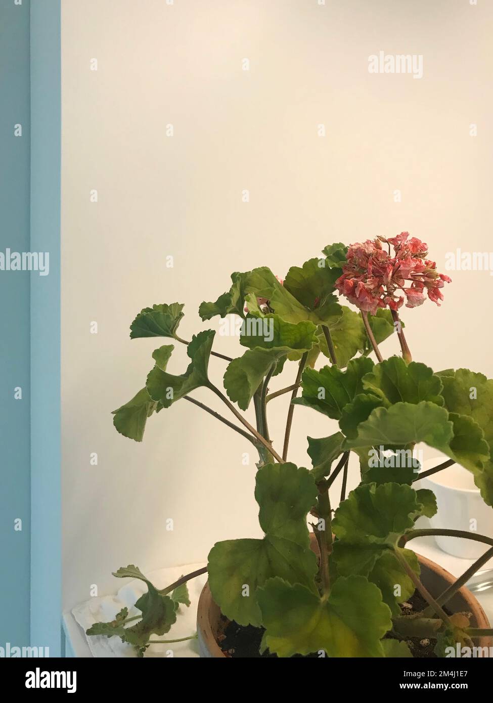 A withered pink geranium with fresh leaves in a white room Stock Photo ...