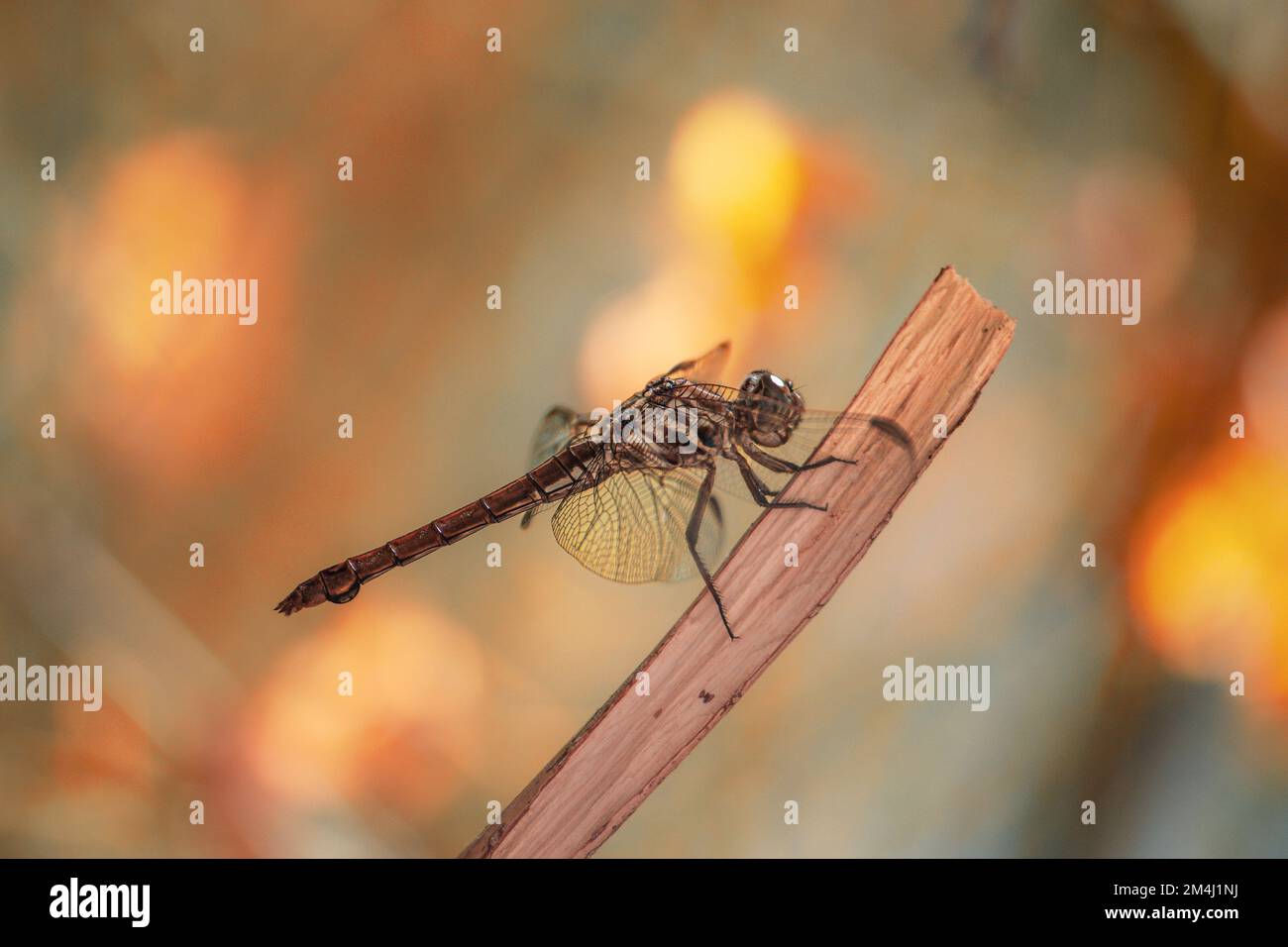 A dragonfly perching on plant stem Stock Photo - Alamy