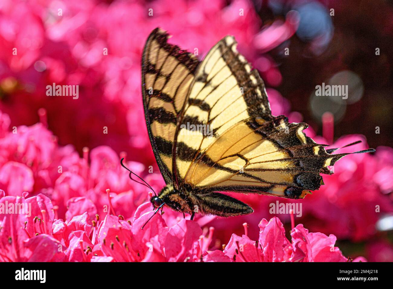 A close-up shot of an Old world swallowtail on pink rhododendron ...