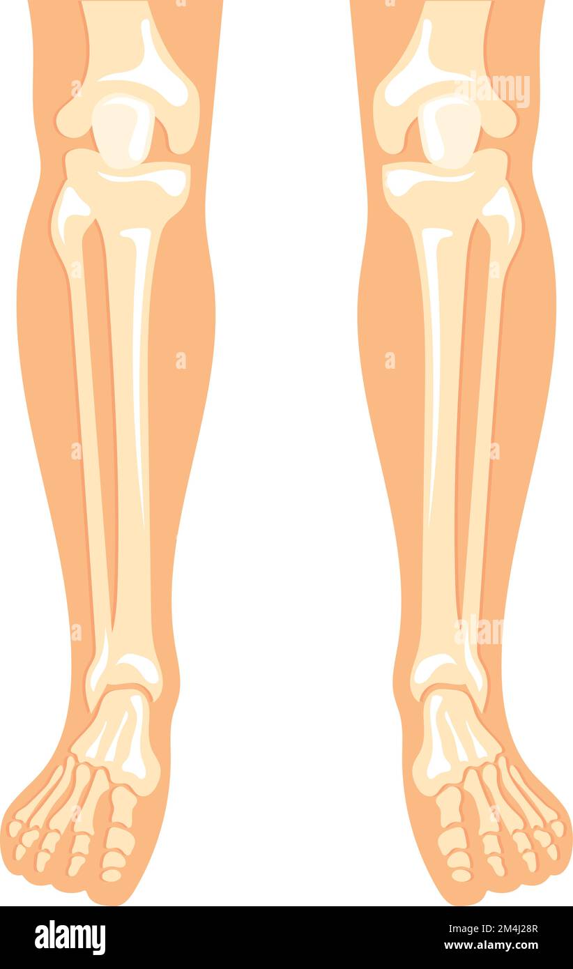 Human legs anatomy. Bone structure medical illustration isolated on ...