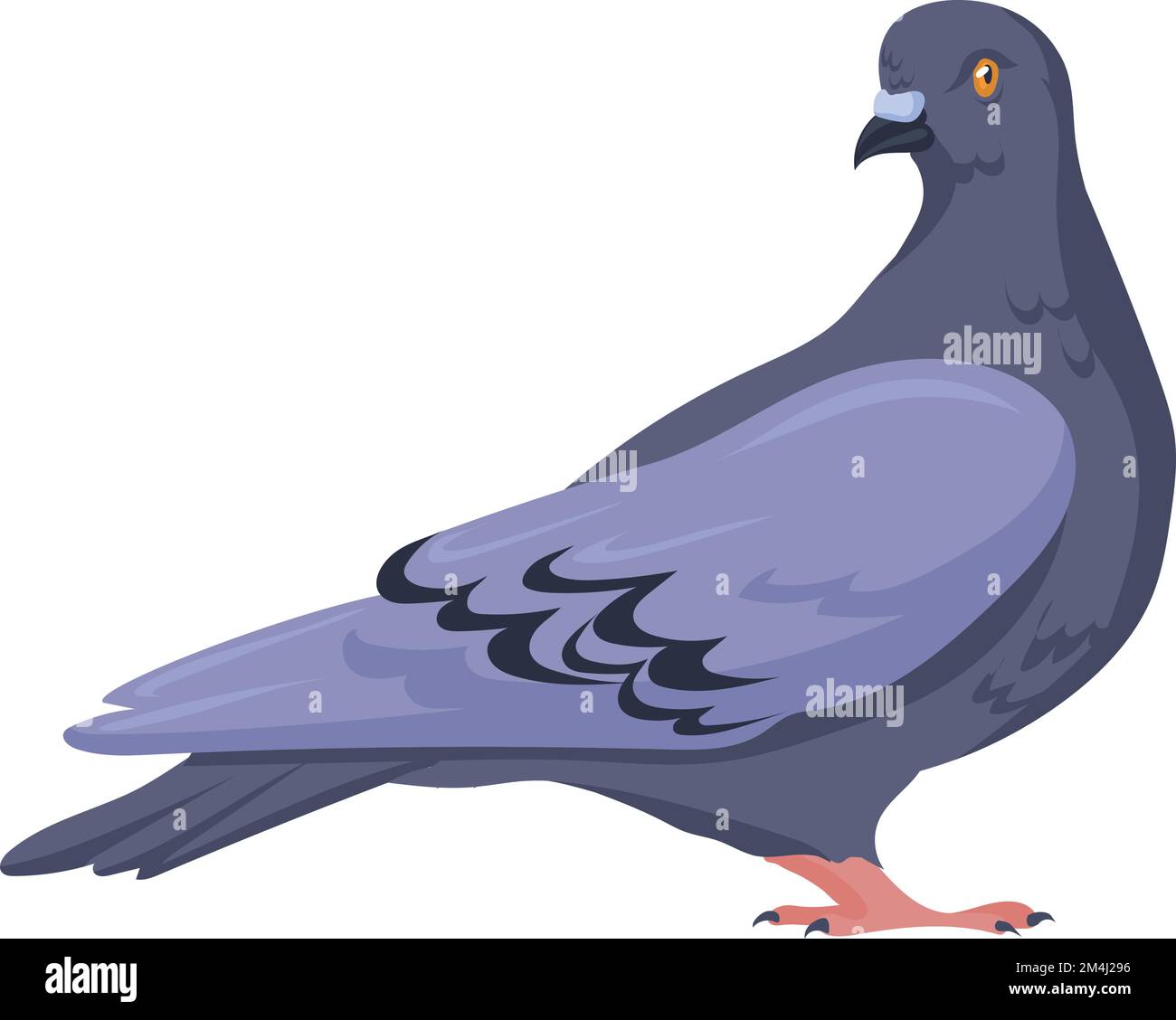 Pigeon character. City bird. Wild park animal isolated on white ...