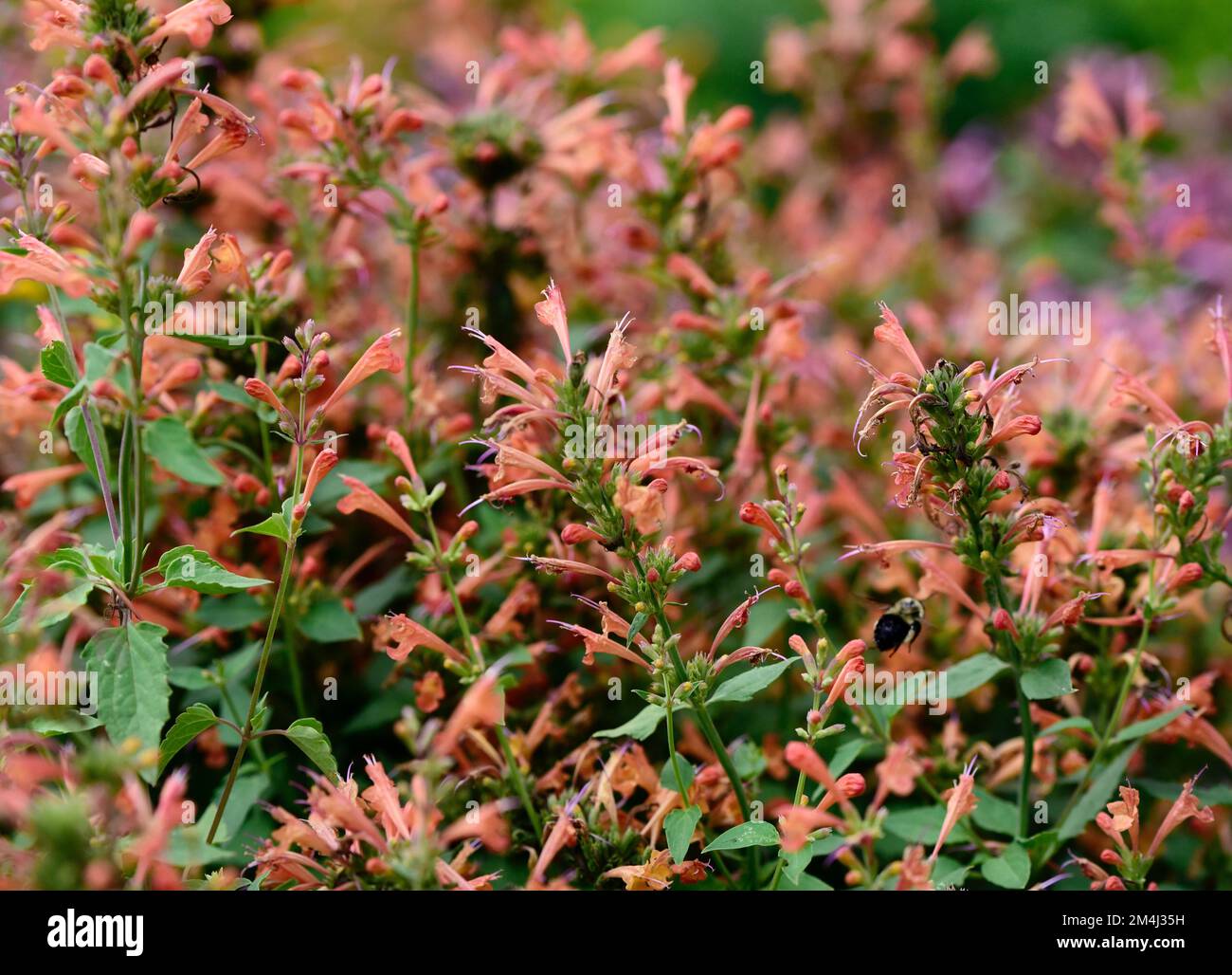 Agastache aurantiaca ‘apricot sprite’ hi-res stock photography and ...