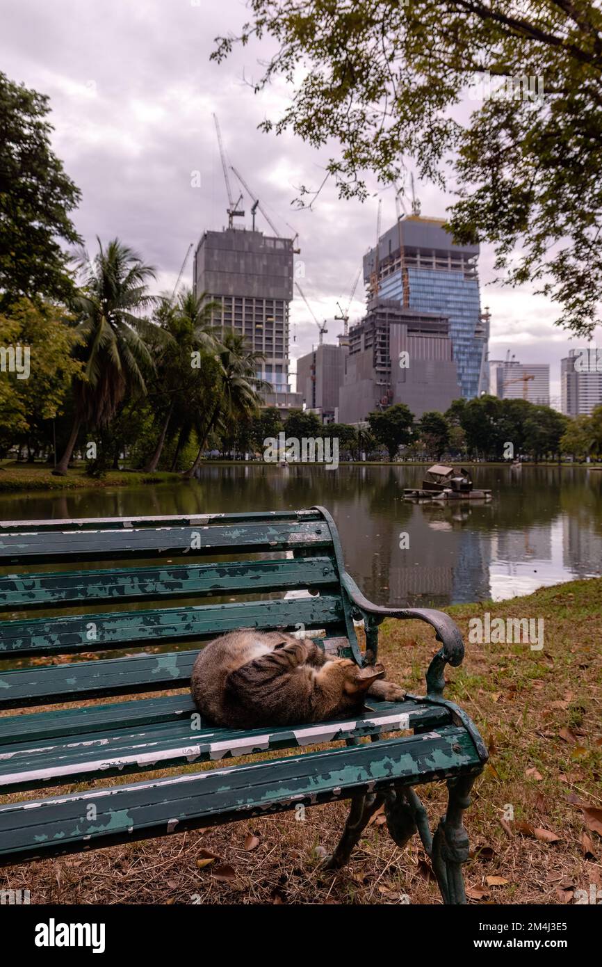 Striped brown cat relaxing on a park bench with construction site in ...