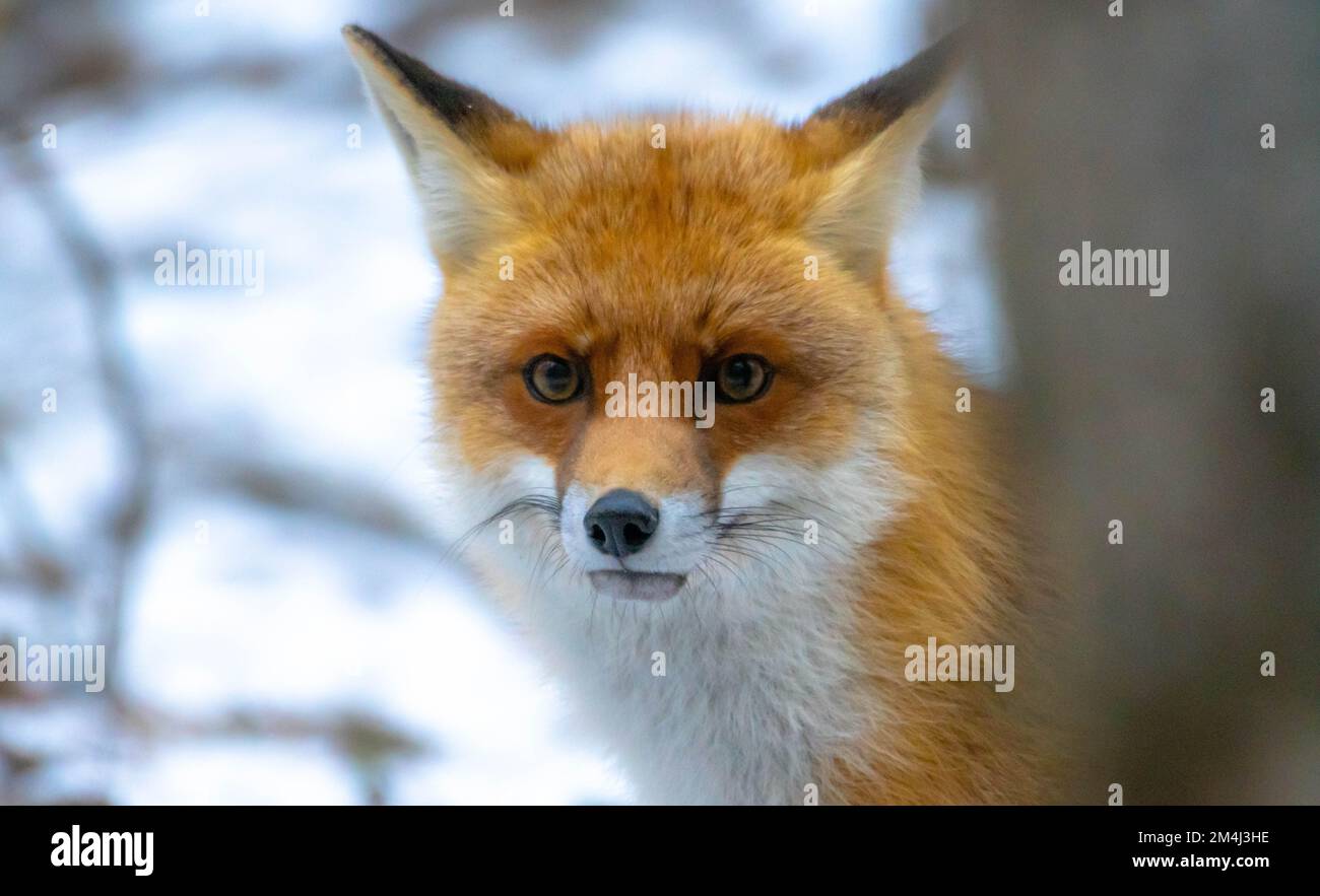 A close-up shot of a ginger fox in a blur Stock Photo - Alamy