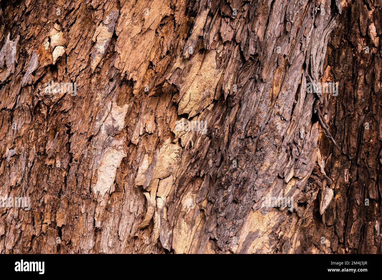 Close up tree bark texture Stock Photo - Alamy