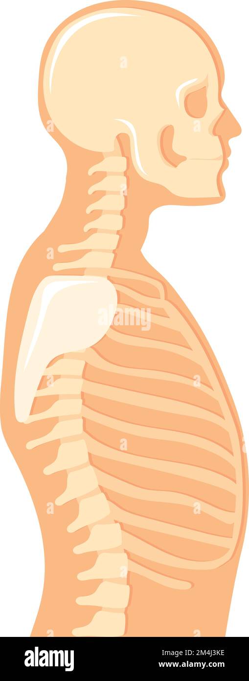 Human upper body side view. Anatomical illustration isolated on white ...