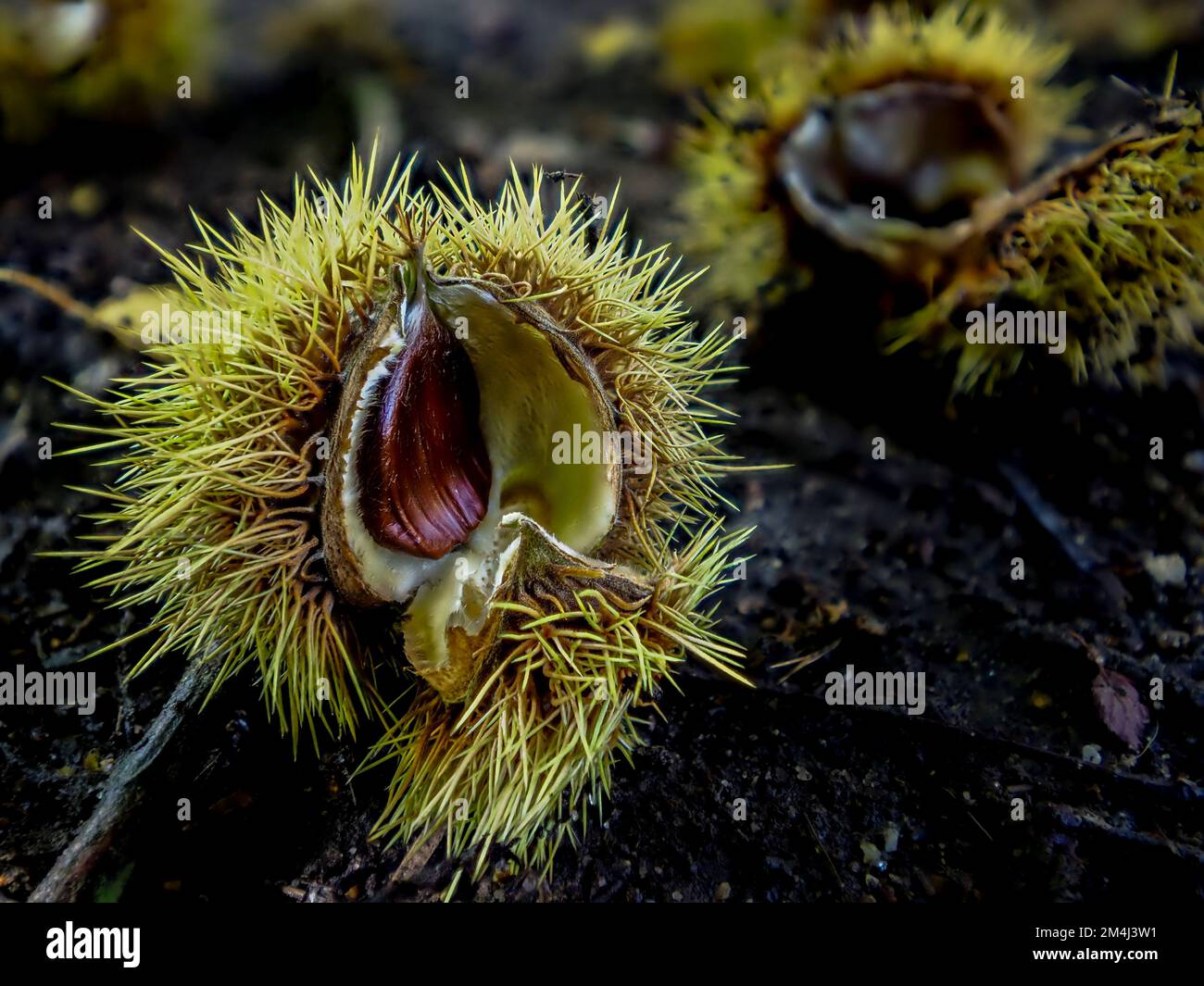 A close-up shot of an open Chestnut plant on the ground Stock Photo - Alamy