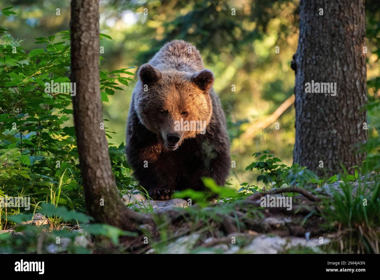 European brown bear (Ursus arctos arctos) in the forest, Notranjska ...