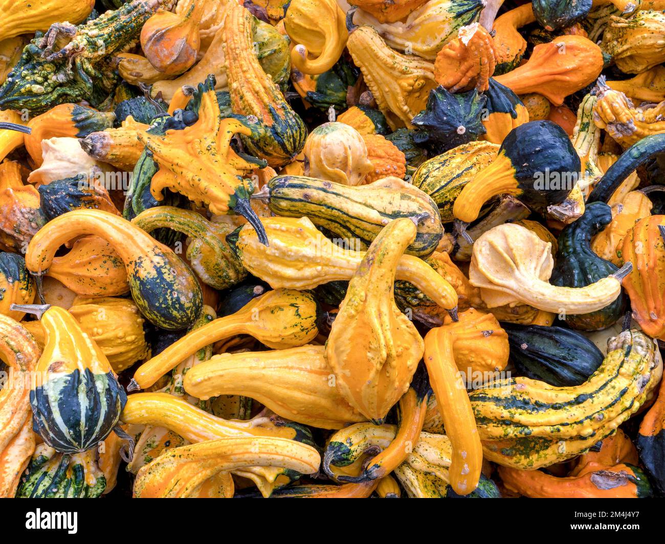 Warts pumpkin hi-res stock photography and images - Alamy