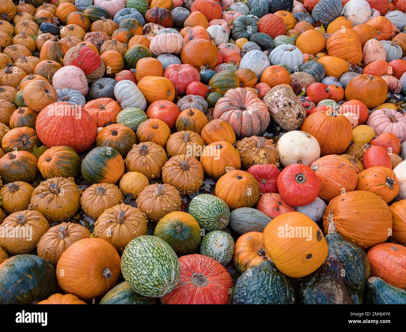 A large pile of various ornamental pumpkins and gourds, Ludwigsburg ...