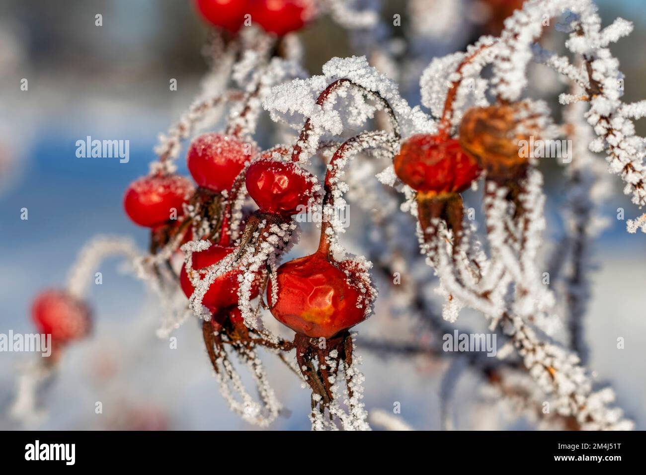 Rosa Rugosa Red rose hips on a cold dark winter day Stock Photo - Alamy