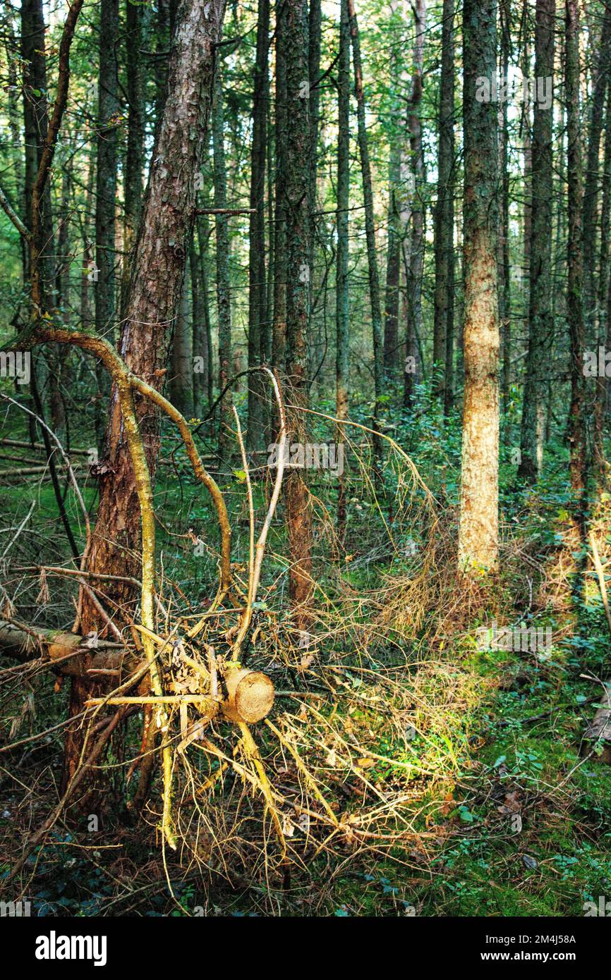 Sawed-off tree in the Hollsand nature reserve, Uplengen, East Frisia ...