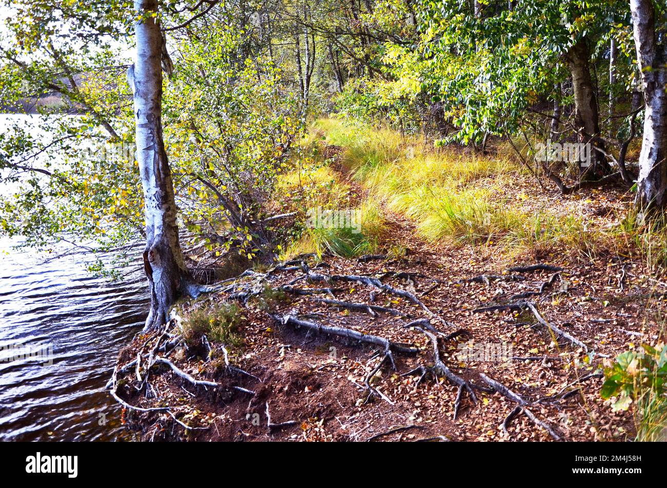 Root network, nature reserve, Veenhuser Koenigsmoor, Moormerland, East ...