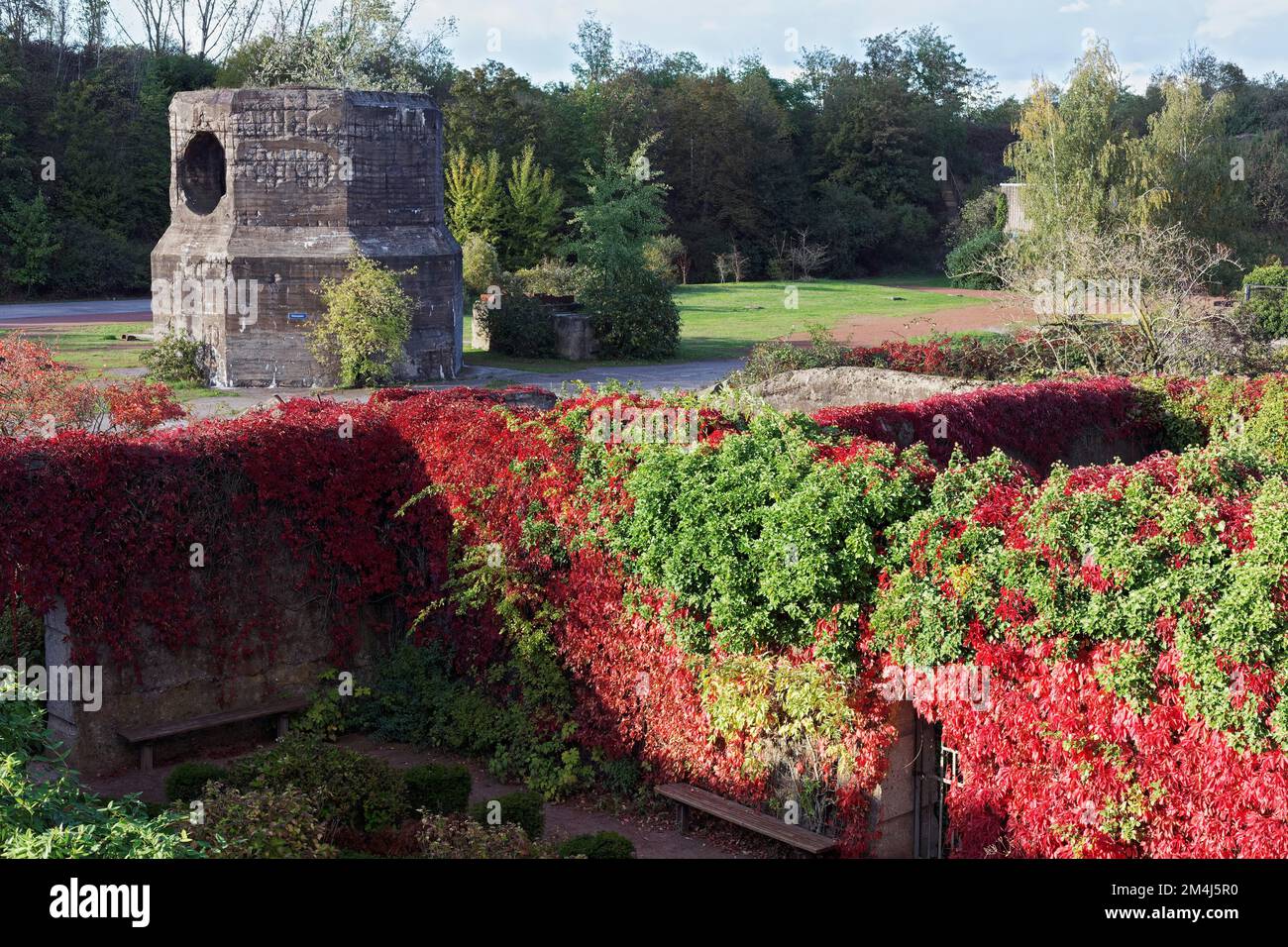 Bunker gardens overgrown with wild vines in autumn colours, disused ...