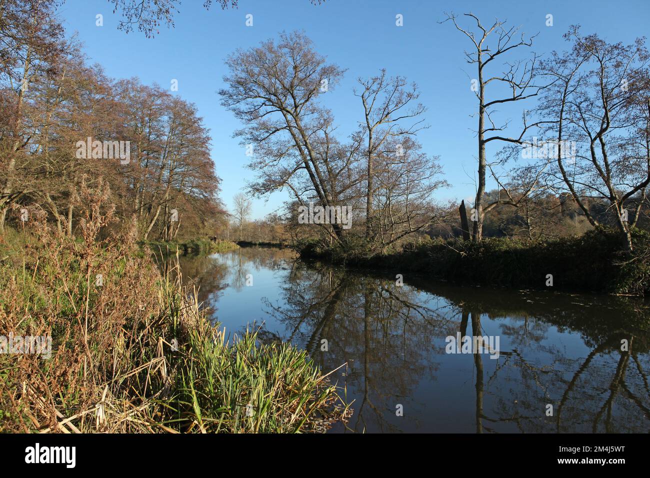 Winter reflections on a river in Surrey, UK Stock Photo - Alamy