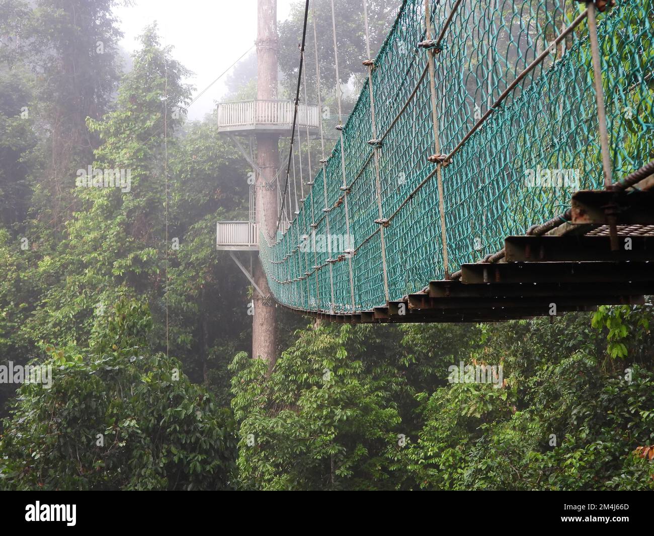 Tree top canopy walkway in Danum Valley rainforest Lahad Datu Sabah ...