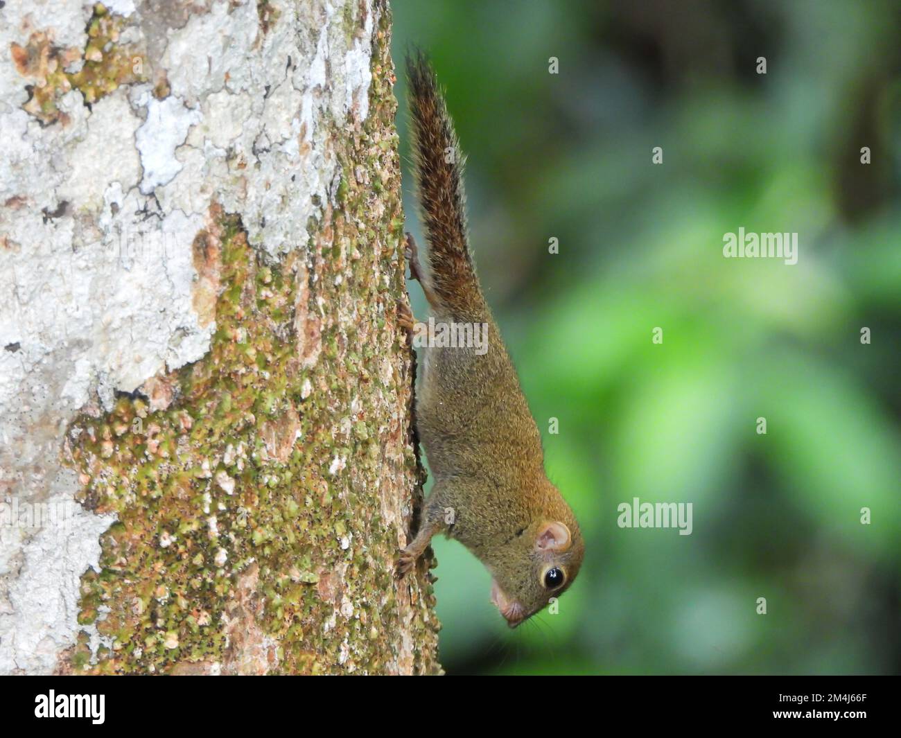 Bornean Pygmy Squirrel in Danum Valley Sabah Borneo Malaysia Stock ...