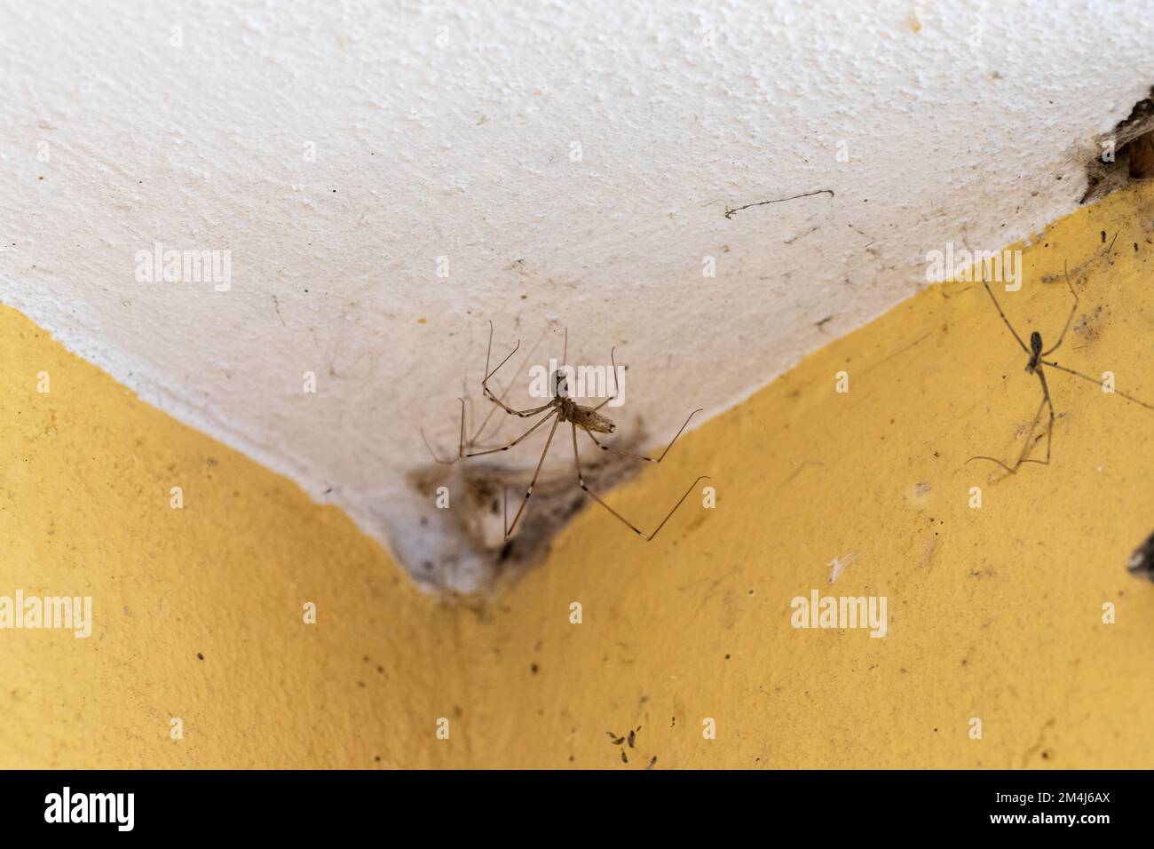 House spiders that colonize the walls of the house, corner with cobwebs ...