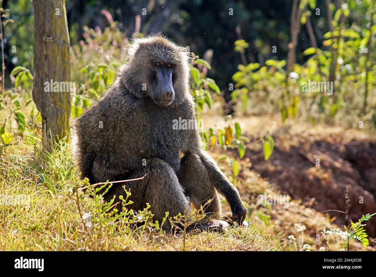 Aberdare national park hi-res stock photography and images - Alamy