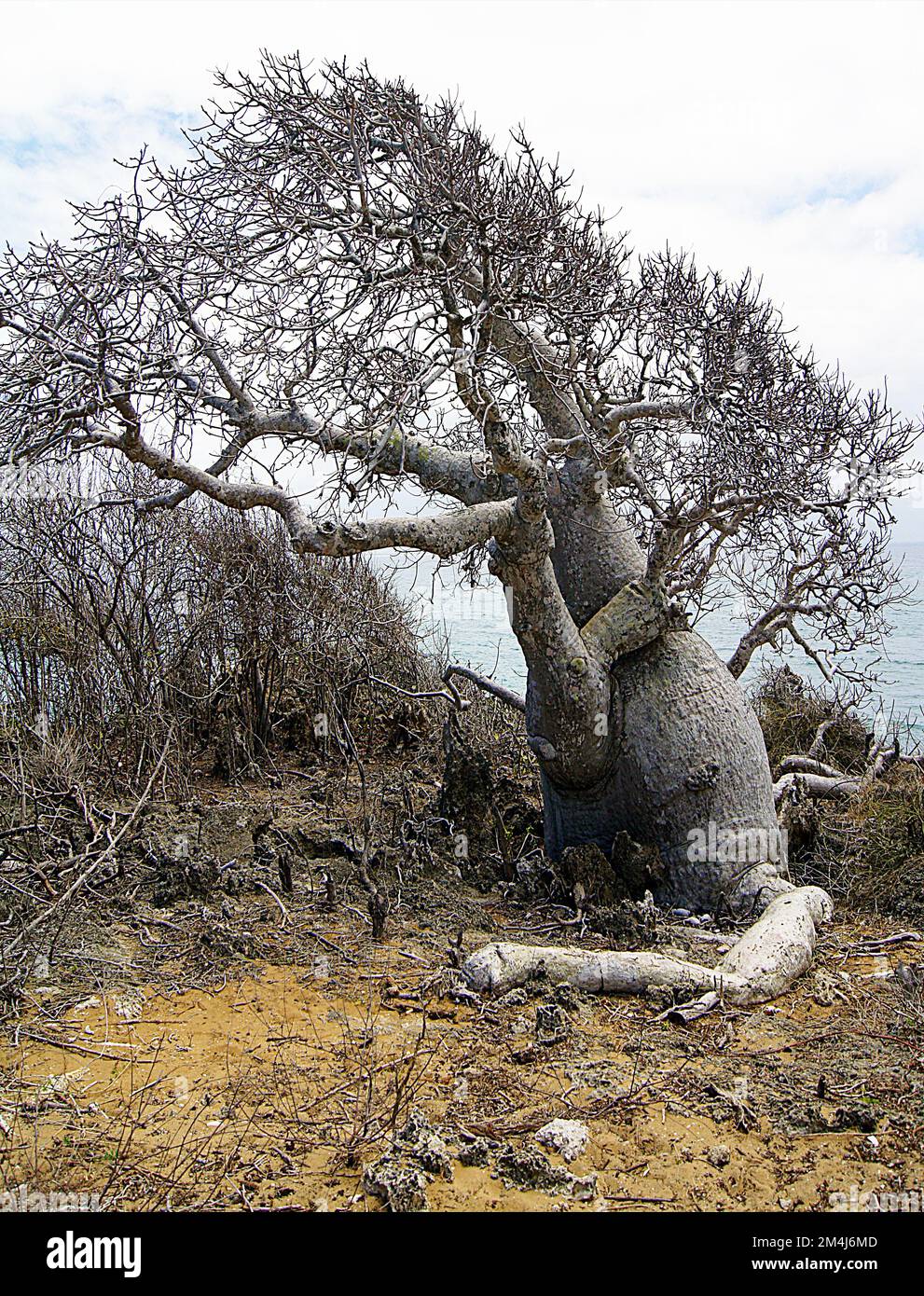 baobab-three-bays-diego-suarez-madagascar-stock-photo-alamy
