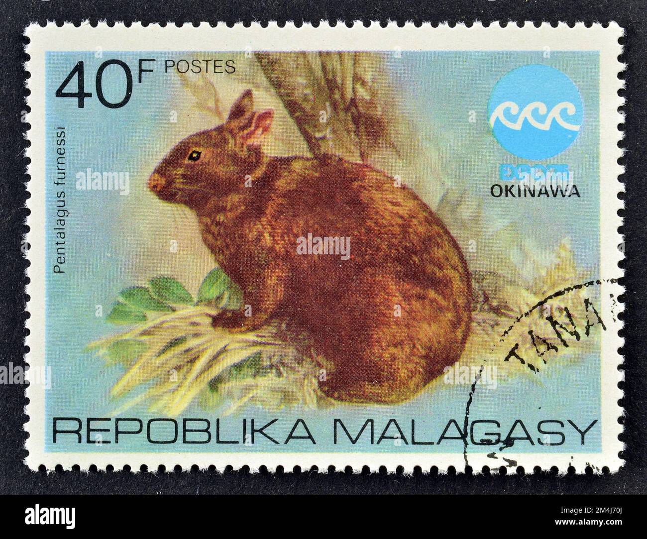 Cancelled postage stamp printed by Malagasy, that shows Amami Rabbit ...