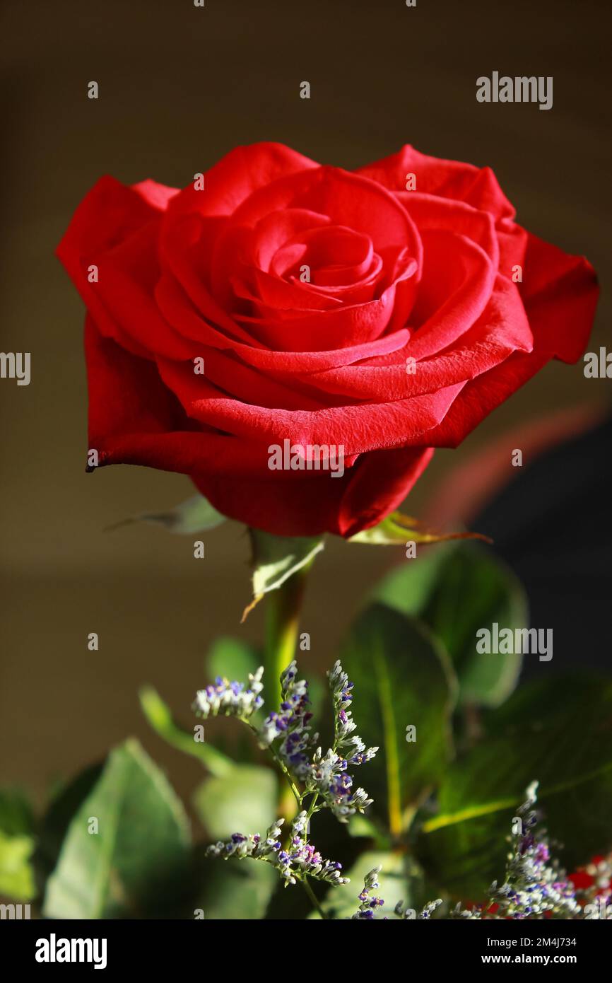 A vertical shot of a red rose flower with green leaves in a blurred ...
