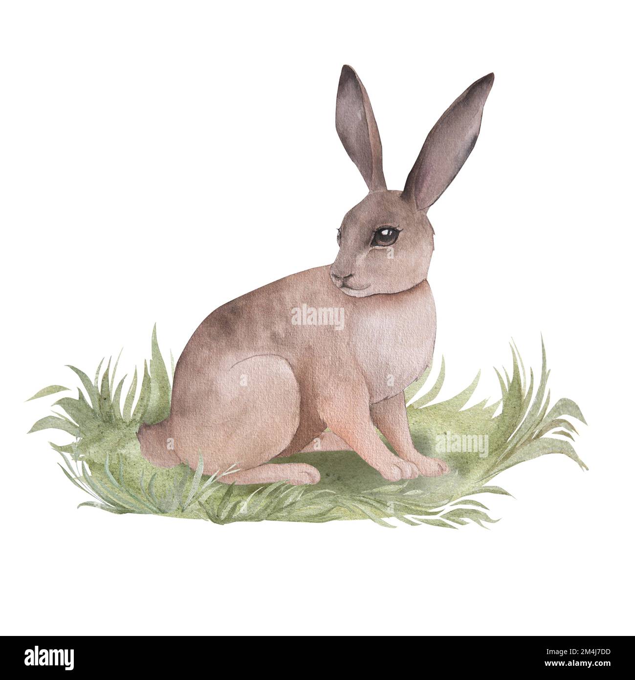 Watercolor illustration of a cartoon hare in the grass isolated Stock ...