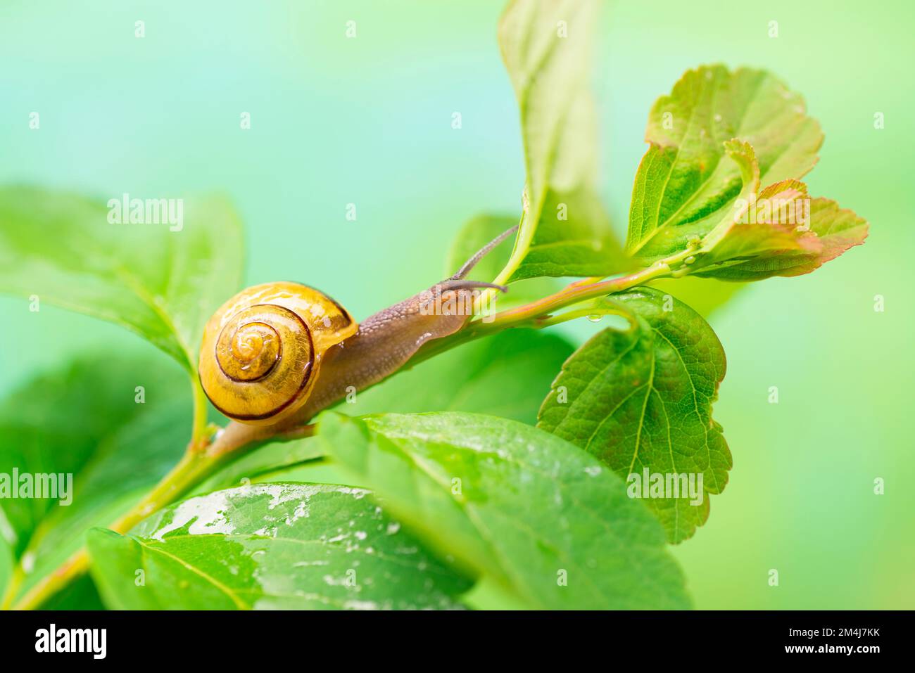 Snail on a green leaf. The use of snail mucus in cosmetology. Skin care ...
