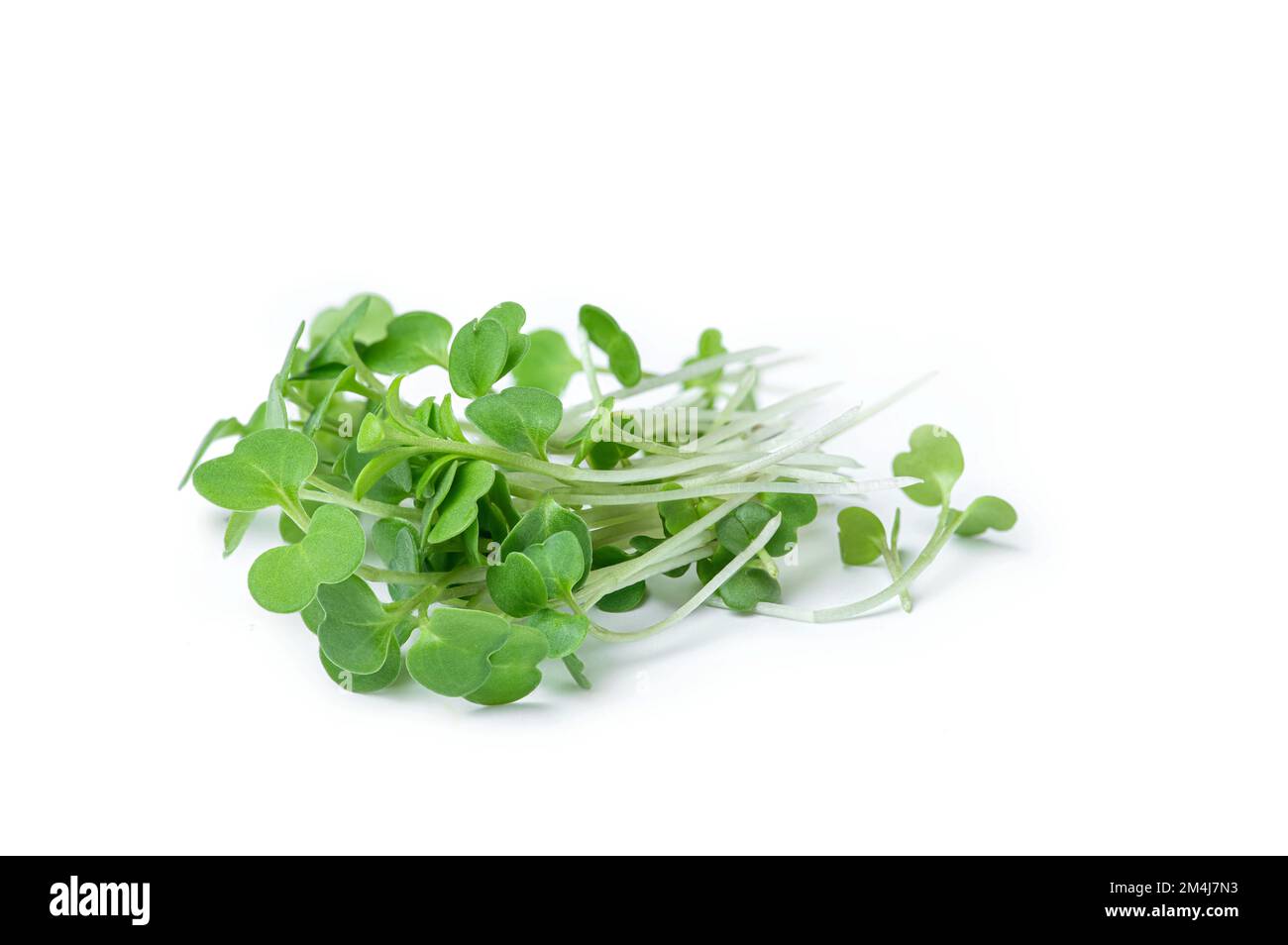 Microgreens on a white isolated background Stock Photo - Alamy