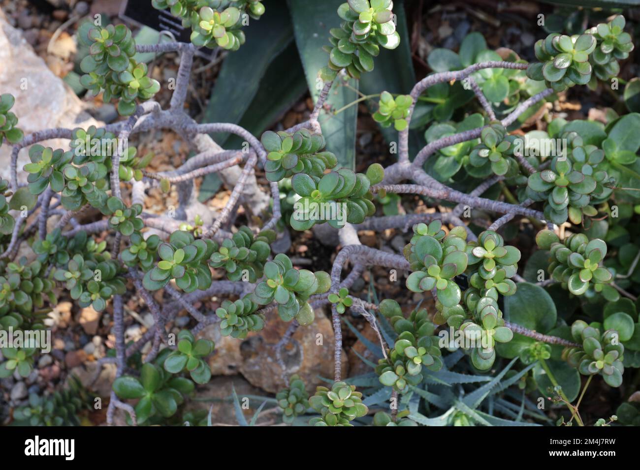 Crosbys dwarf jade plant hi-res stock photography and images - Alamy