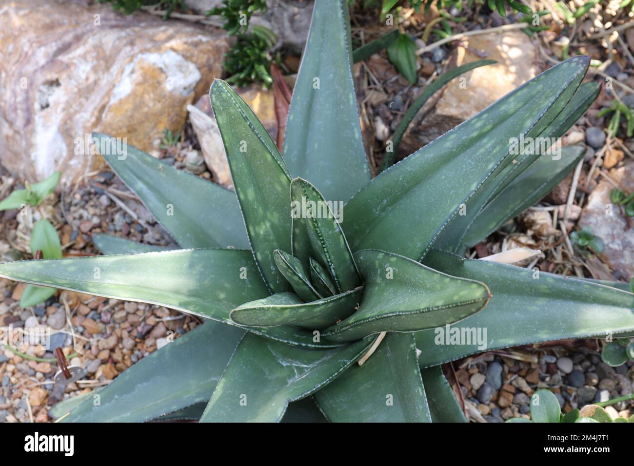 A rare species of Aloe Vera, with thick leaves, growing in a desert ...