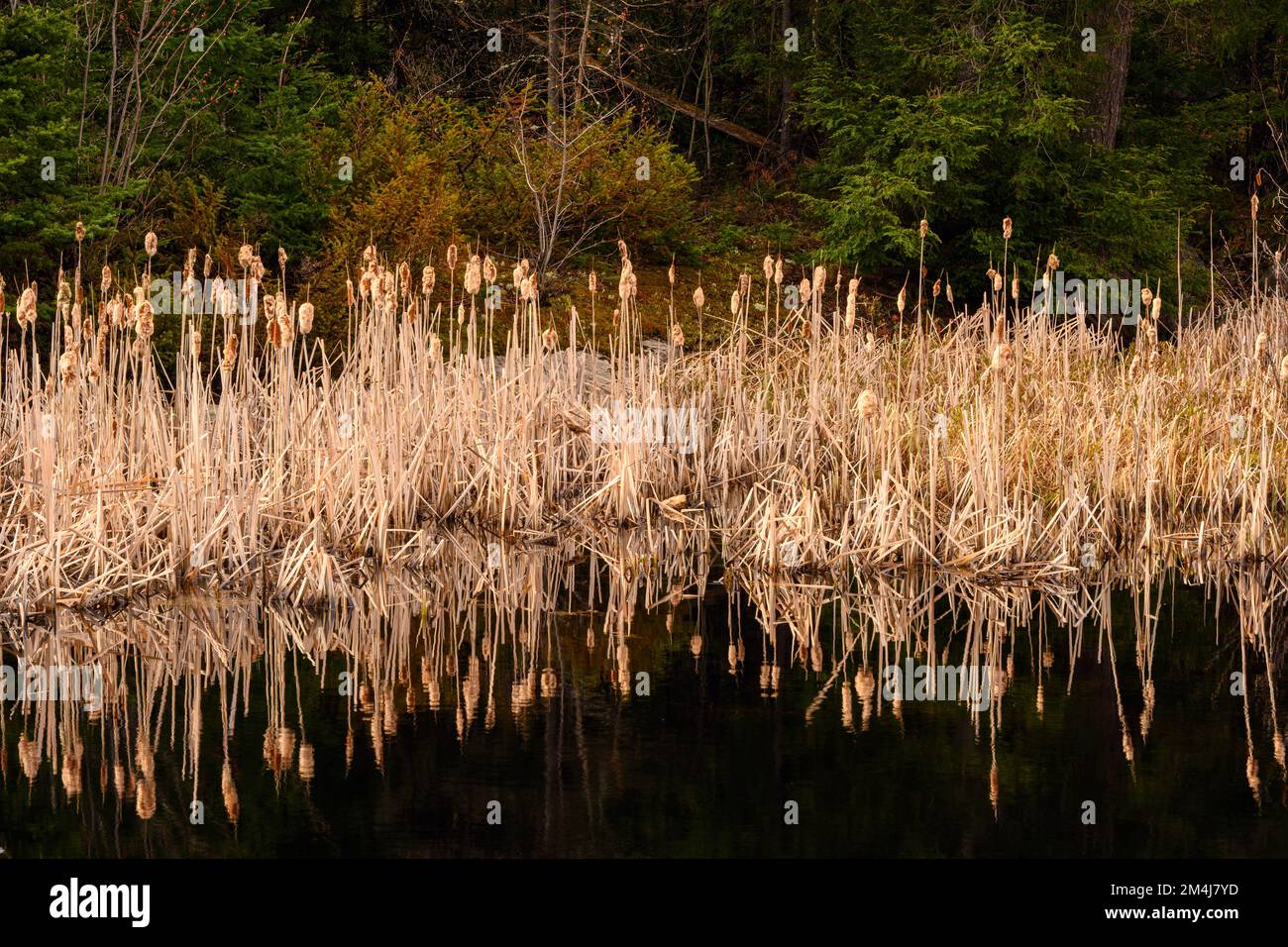 Cattails reflected in beaver pond water in early spring, Greater ...