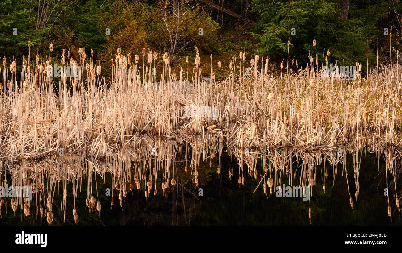Cattails reflected in beaver pond water in early spring, Greater ...